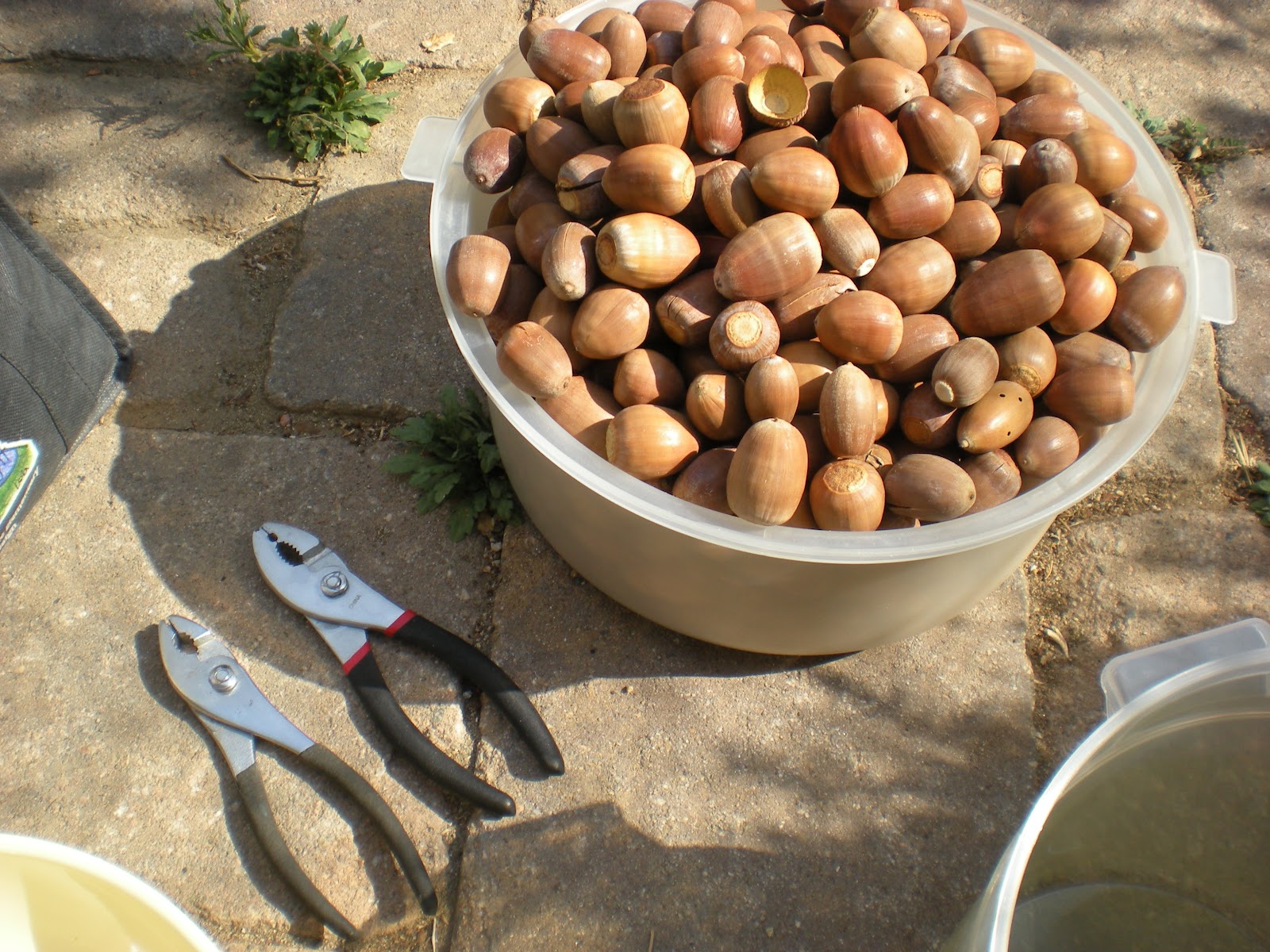 The Roaming Homesteader: Making Acorn Meal