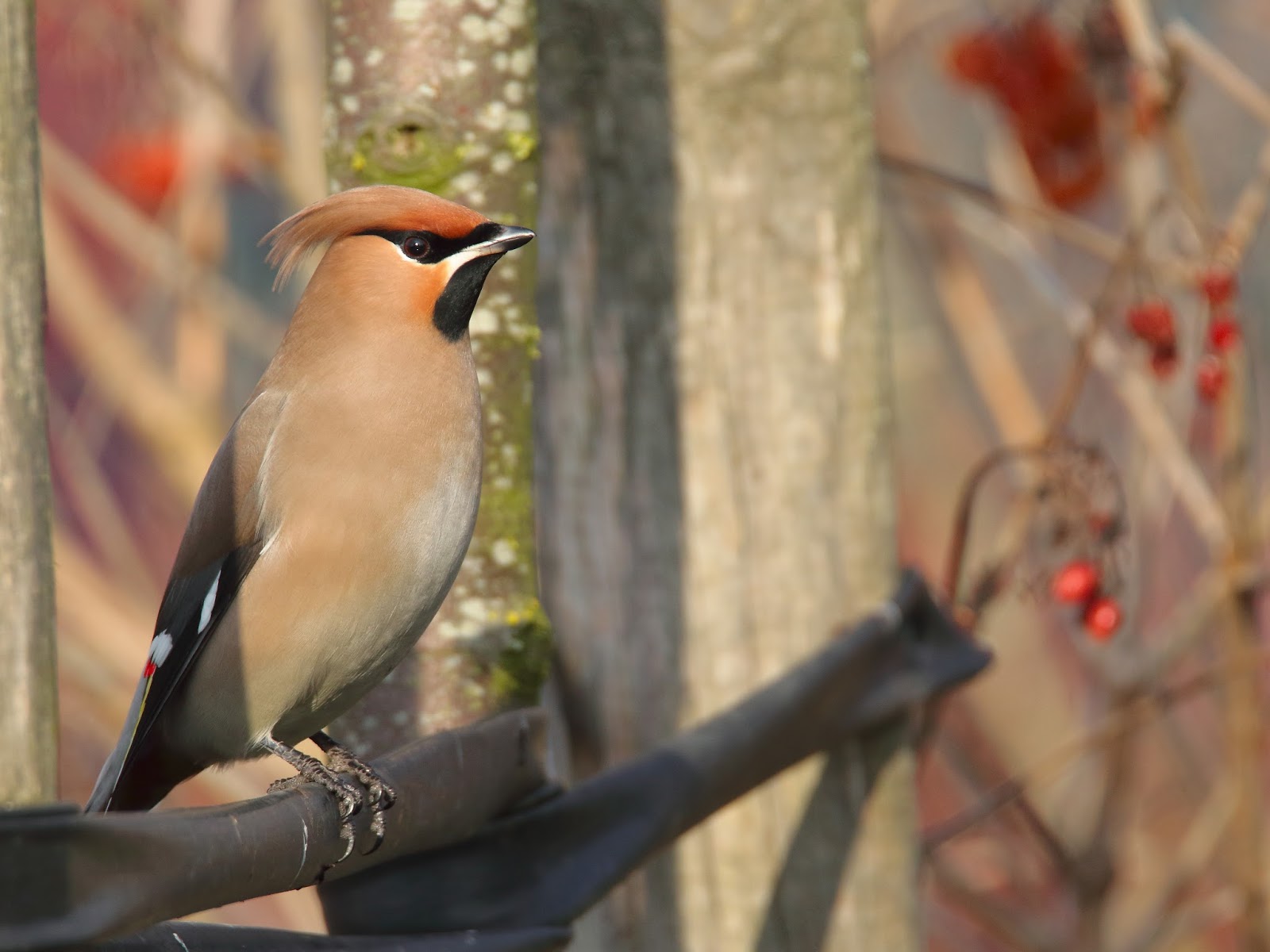 OISEAUX de Jean-Pierre CAPPE: Magnifique Jaseur Boréal, en Belgique, le ...