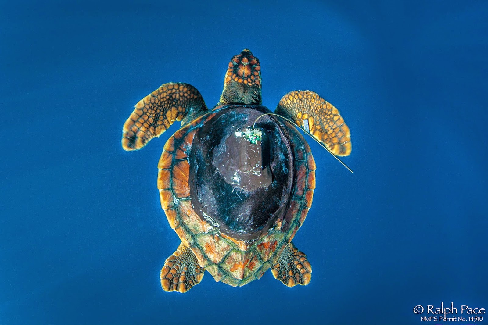 Coco The Caretta: the first loggerhead sea turtle telemetry off the ...