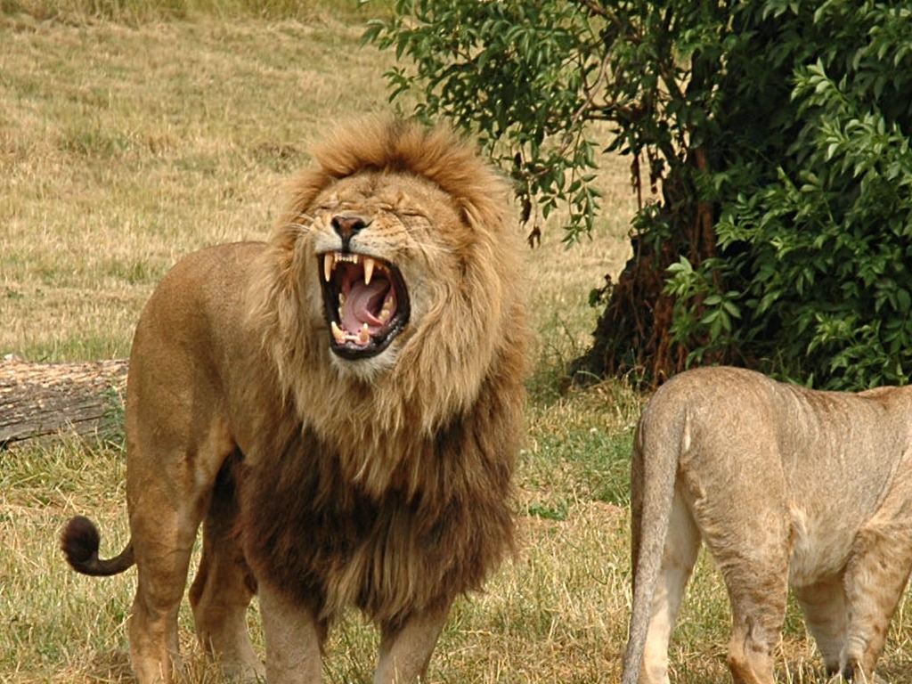 The African Lion | King Of Animals Facts & New Photos | The Wildlife