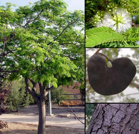 Timbaúba - Enterolobium contortisiliquum