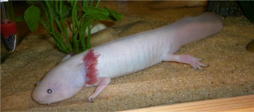 All About Axolotls: My Axolotls