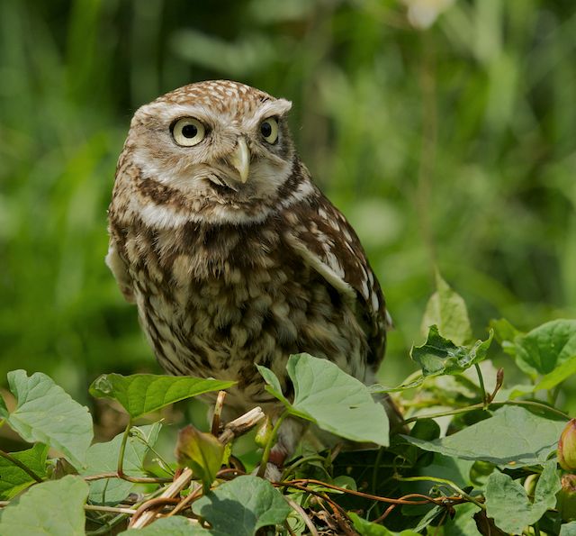 British Wildlife Centre ~ Keeper's Blog: Owl Photography Evening