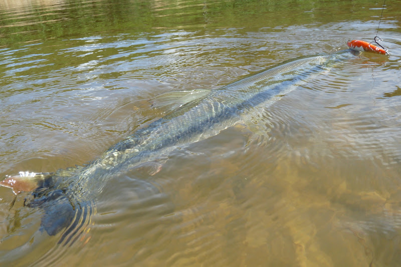 VENEZUELA FISHING: EXPEDITION CAURA RIVER/FOTOGALERIA