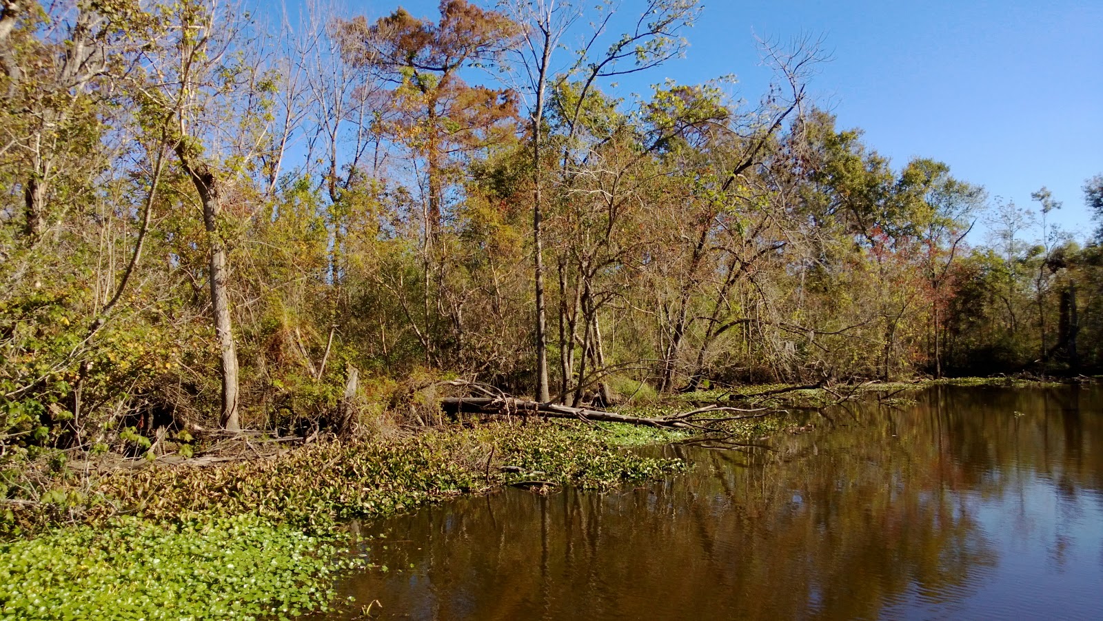 The Adventures of Silke and Eric in San Diego: New Orleans - swamp tour