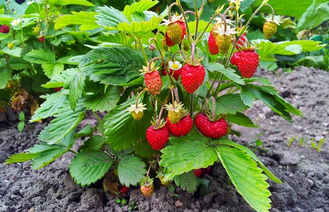 Cara Budidaya Stroberi Berbuah Banyak - Cara Petani Budidaya