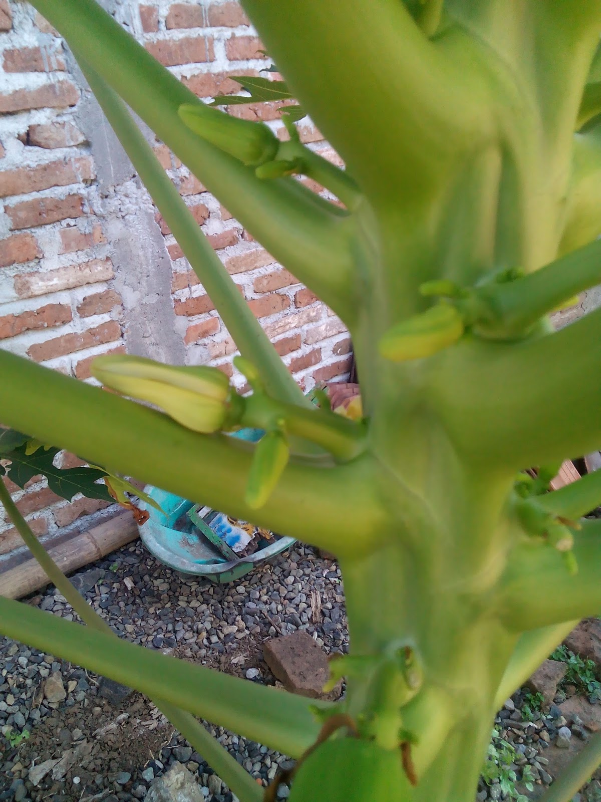 Buah Pepaya : Berikut Daun, Buah, Pohon, Bunga, Tangkai Dari Buah Pepaya