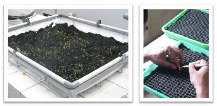 Hidroponik Sederhana: METODE PEMBIBITAN HIDROPONIK