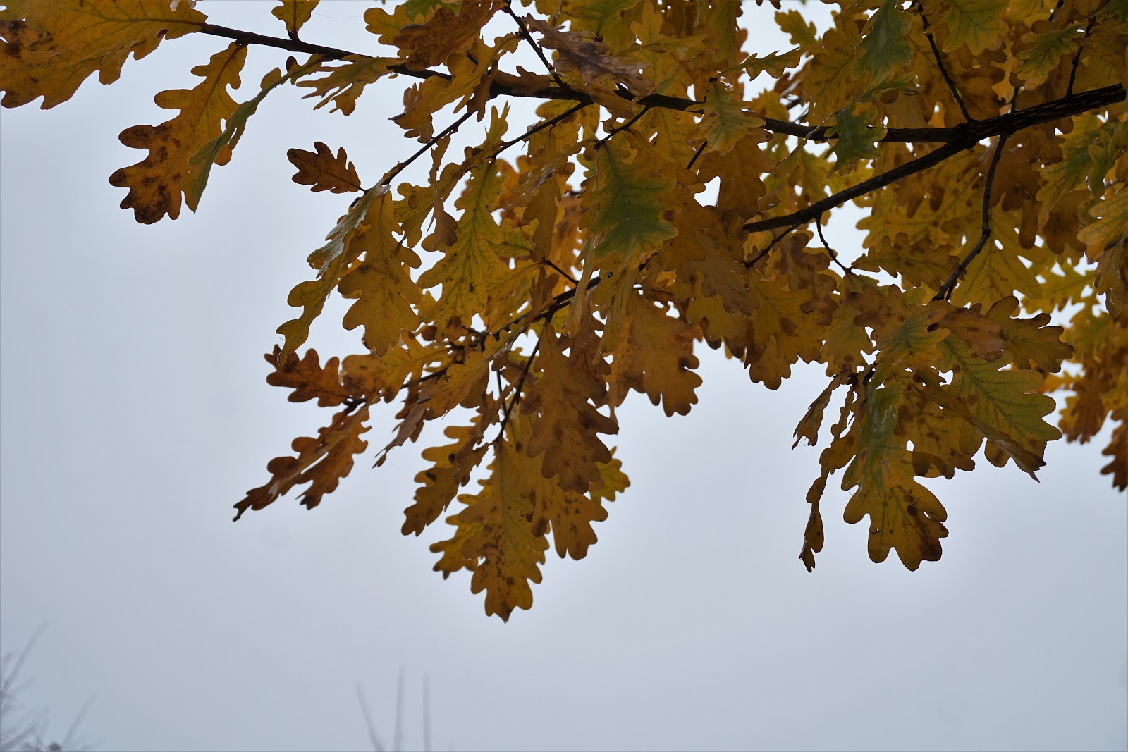 Plantas de Huerta Otea, Salamanca: Roble común, carballo, fresnal ...