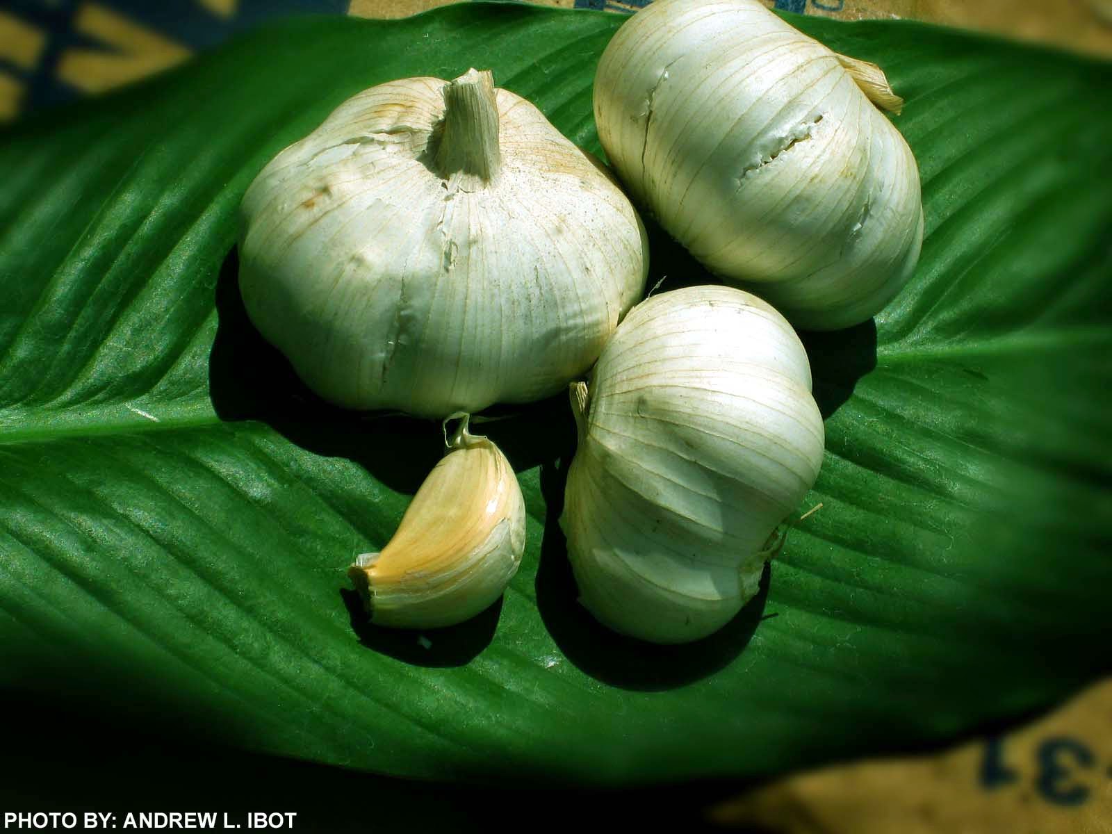 Ako si ANDREW IBOT!: Bawang ( Garlic ) (Allium sativum Linn)
