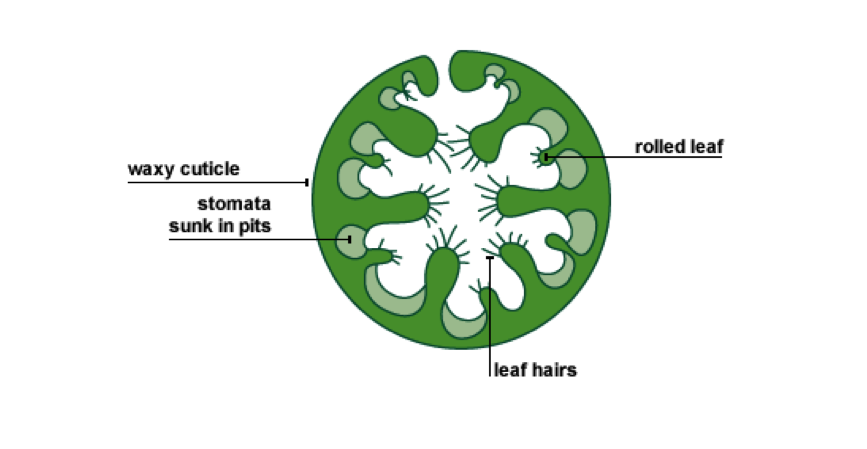 Senior Biology: Transport in plants