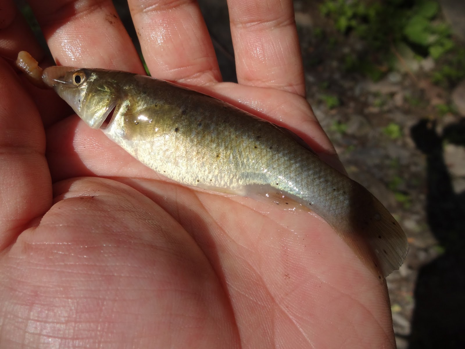 Extreme Philly Fishing: June Fishing Sessions (Last Update: COMPLETE)