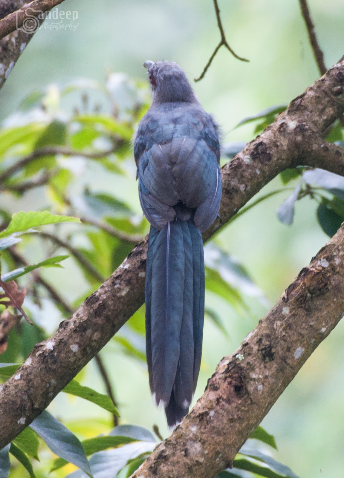 SHARING OPINION: BIRDS OF ARITAR & SIKKIM