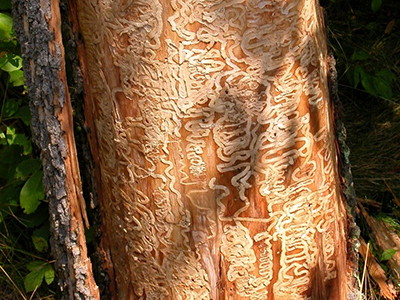 PA Environment Digest Blog: Aerial Assault: Dead And Dying Ash Trees ...