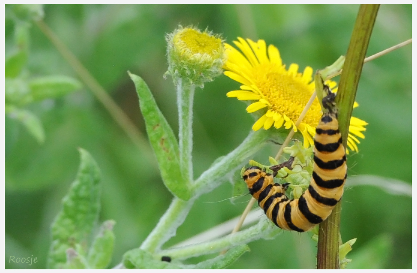 Natuur, cultuur en alles wat boeit ...: Huiszwaluwen Urmond en vlinders ... Natuur, cultuur en alles wat boeit ...: Huiszwaluwen Urmond en vlinders ...