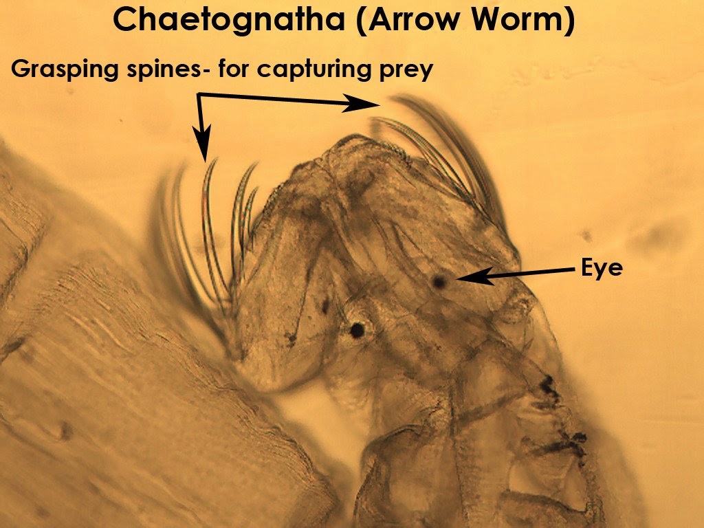 HIMB Community Education Program: May 2014