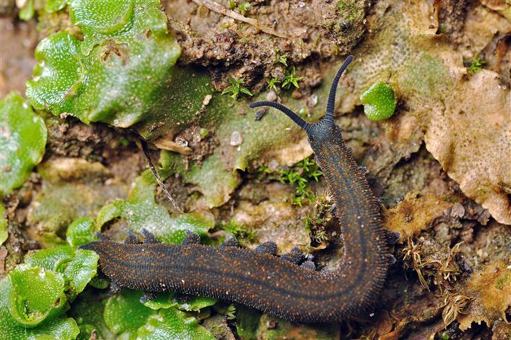 Bryce McQuillan Macro Photography: Slugs/Snails and Velvet Worms