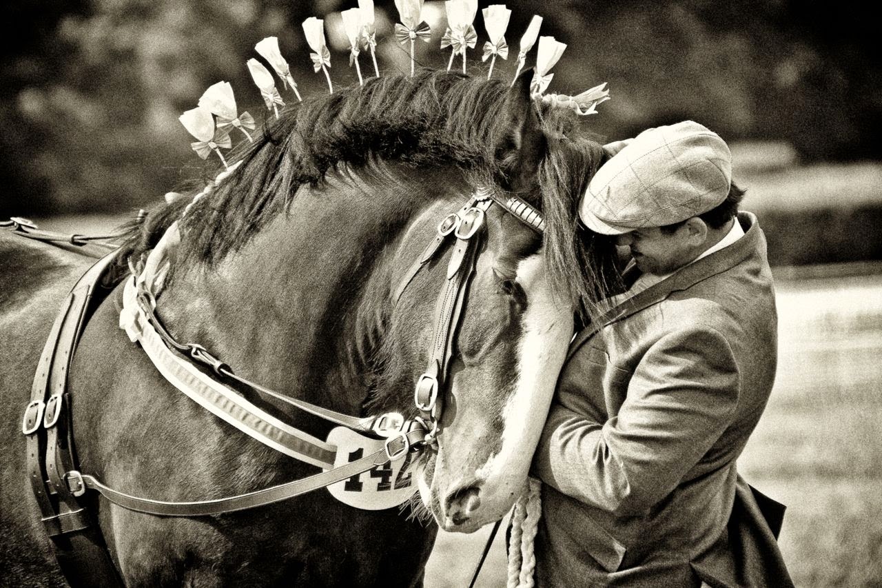 Eaglesfield Percherons: Tony Golding - World Renowned British Shire ...