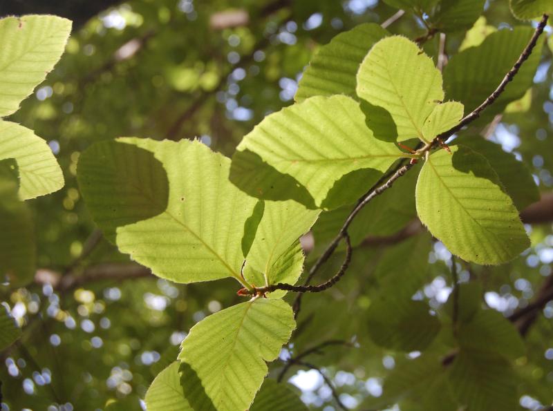 especies chilenas: El Ruil (Nothofagus alessandrii)