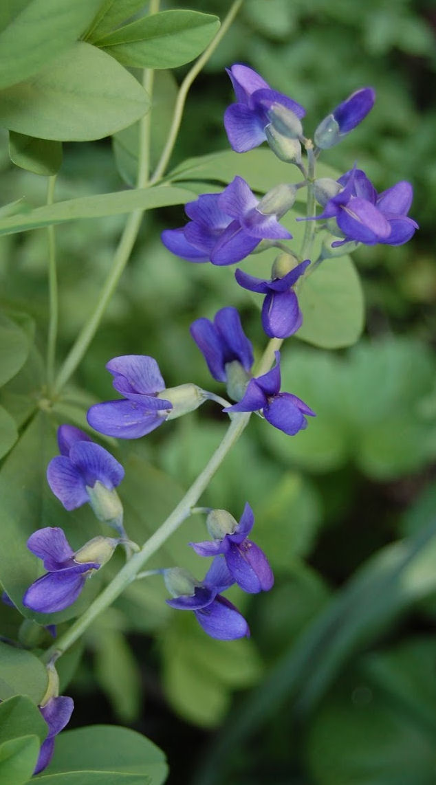 Mt Laurel Garden Group: Blue wild indigo