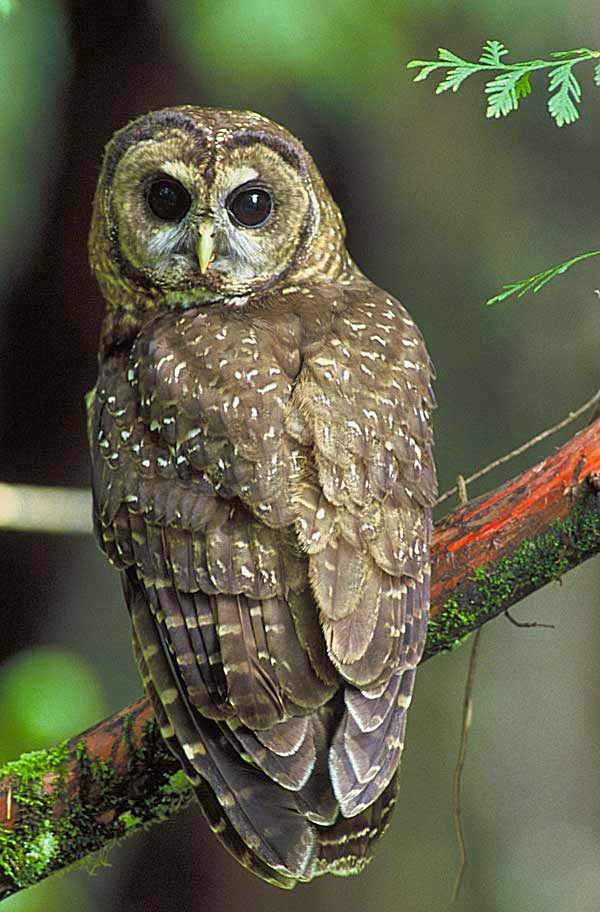 Conversaciones conmigo: Buhos – desde la historia cargados de simbología