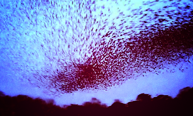 Red Sandstone Hill: The Murmur, the Murmuration.