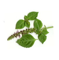 Health Booster - Wellness Products: Tulsi /Holy Basil the most ...