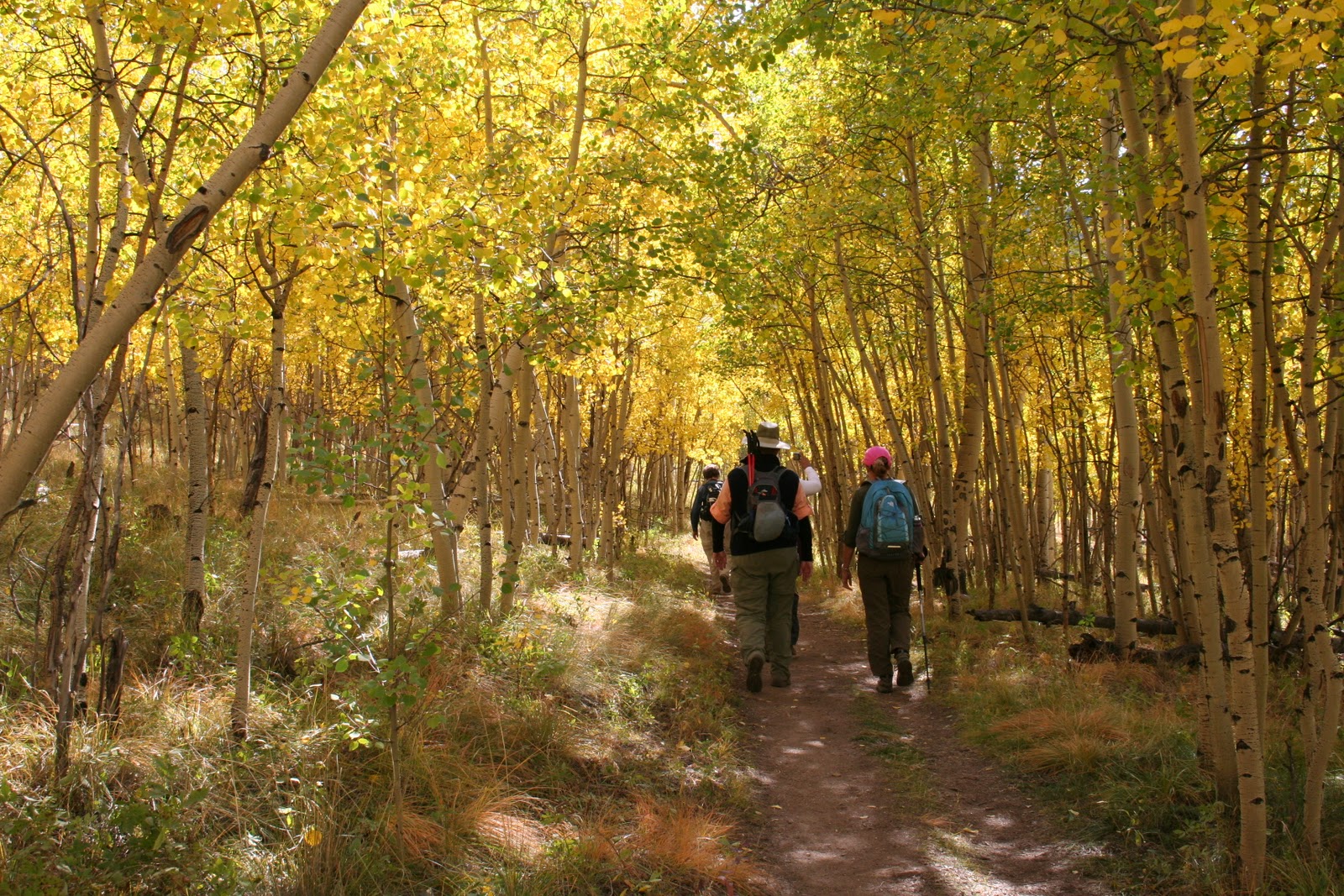 The Hiker: CO. Trail at Kenosha Pass