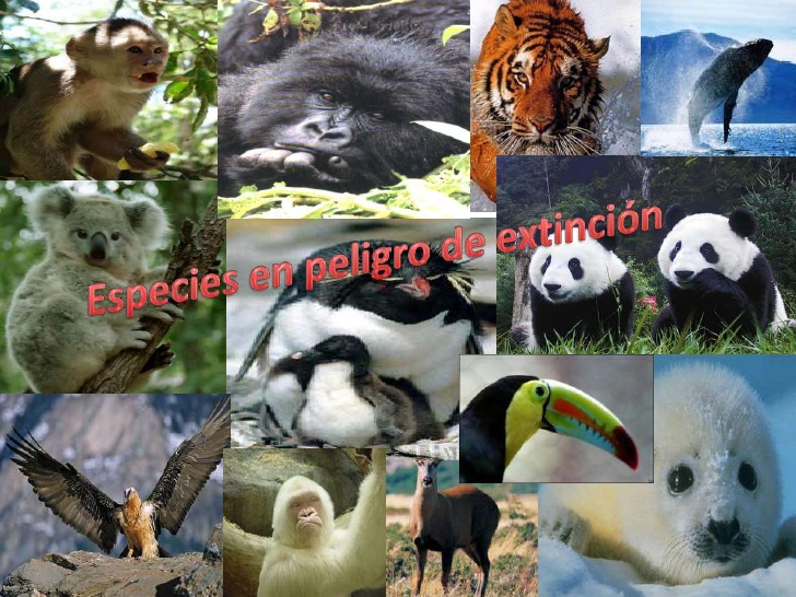 Extincion: Concepto.