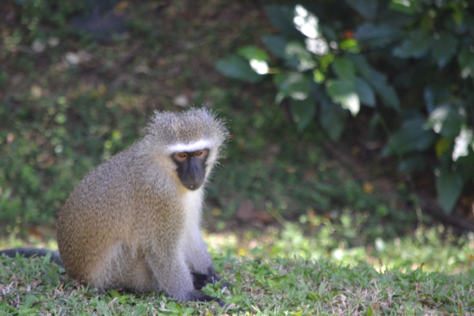 Olson South Africa Durban Mission