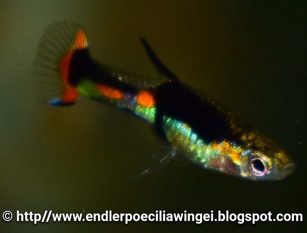ENDLER POECILIA WINGEI Livebearers Cumana Area @endlerpoeciliawingei ...