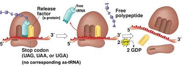 microbiology: DNA translation