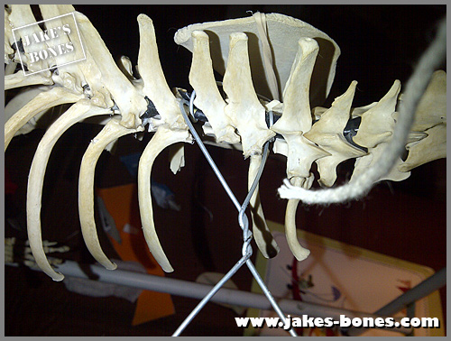 How to rearticulate a fox skeleton: part two : Jake's Bones