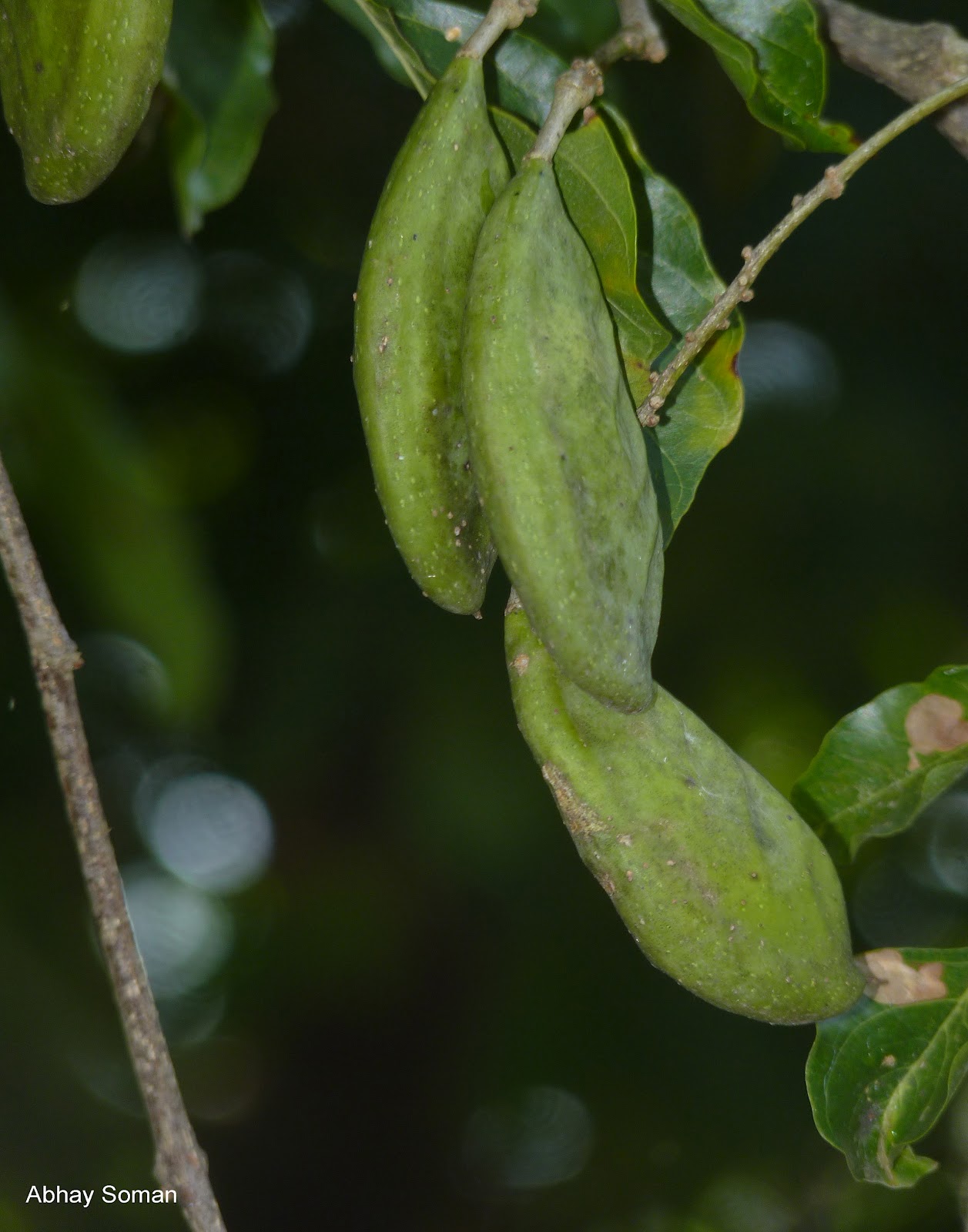 Nature @ IIT Bombay: Flowering Trees: Pongamia pinnata (करंज)