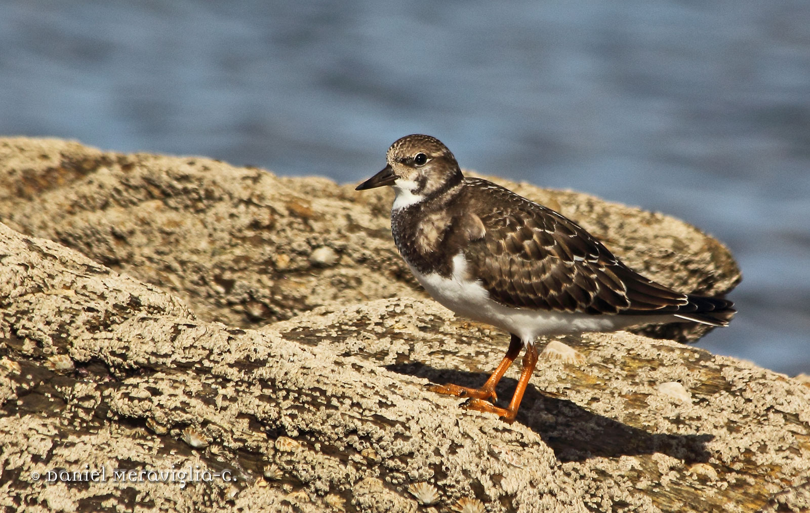 Fotos de aves by Loro: Vuelvepiedras (Arenaria interpres)