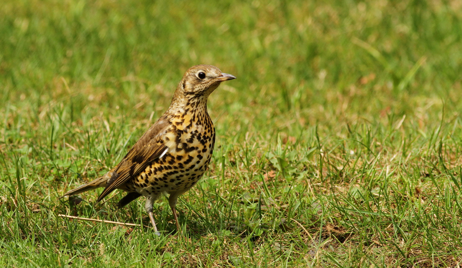 Kilometer G 0945: DROZDY SLOVENSKA