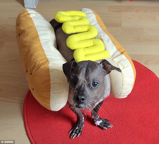 The animal zone: Mugly the ugliest dog gets dressed up... to protect ...