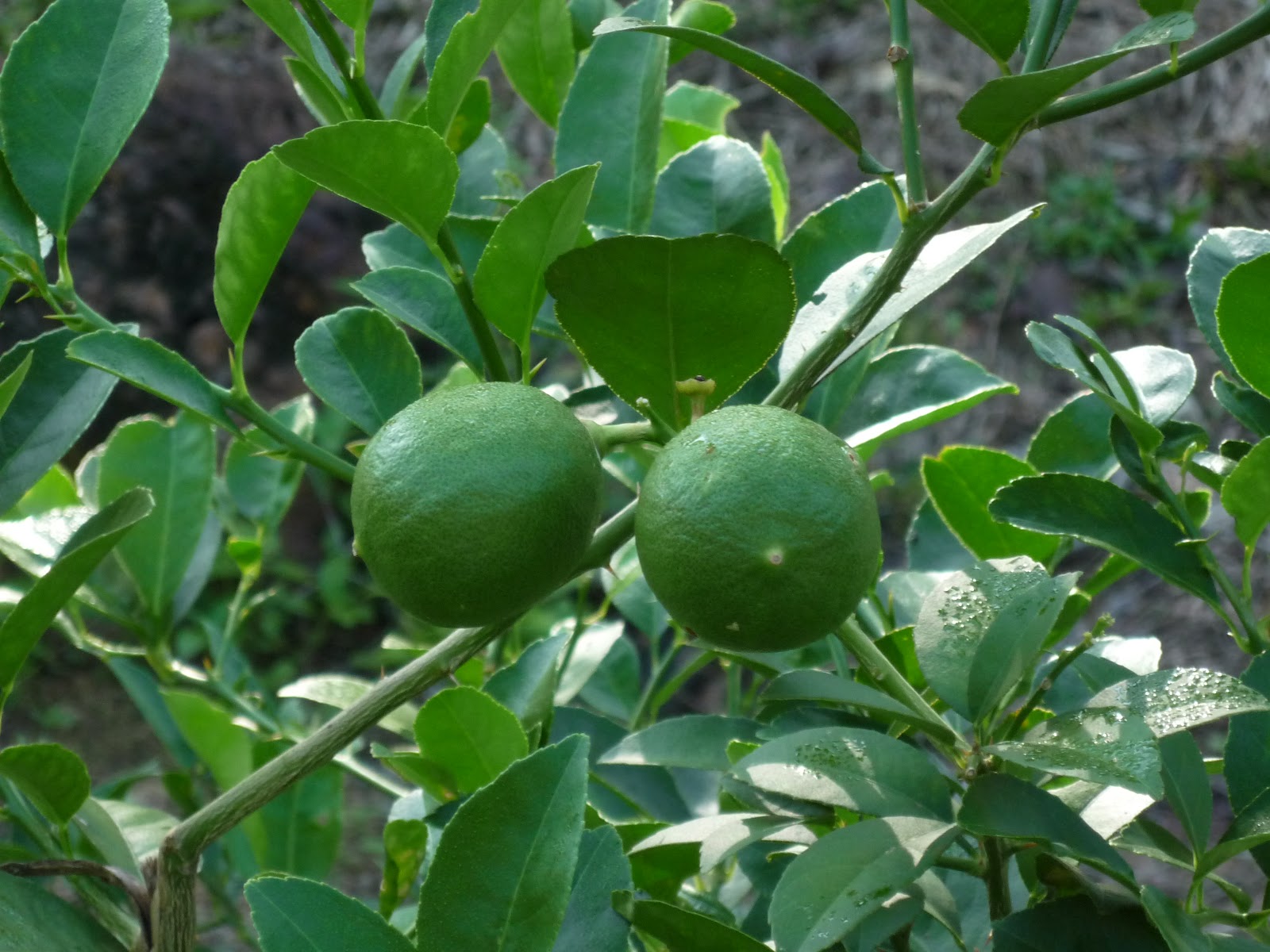 Hidup Yang KetentuanNYA: Pokok Limau Nipis (Citrus Aurantifolia)