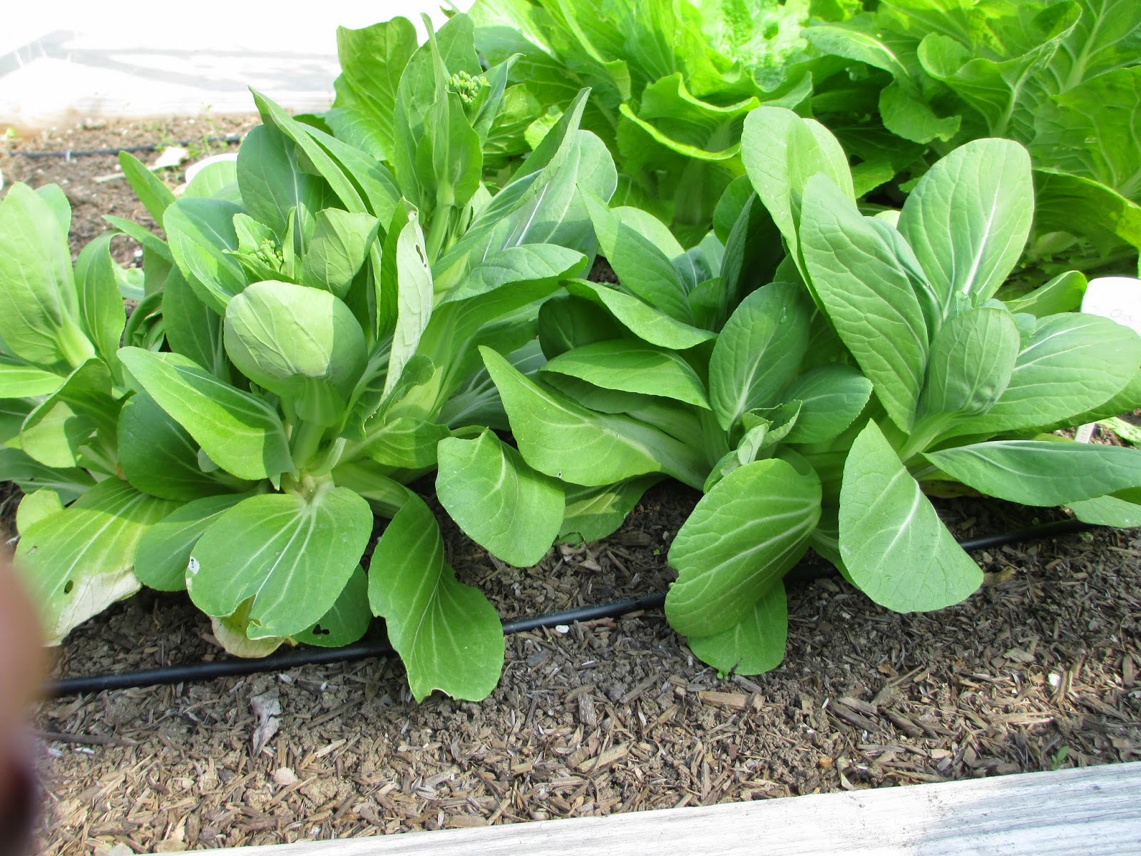 Andie's Way: Harvesting Bok Choi to Get a Second Yield