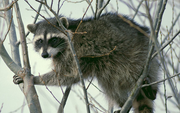 EKOGEO: RAKUN : KARNIVORA BEREKOR HITAM