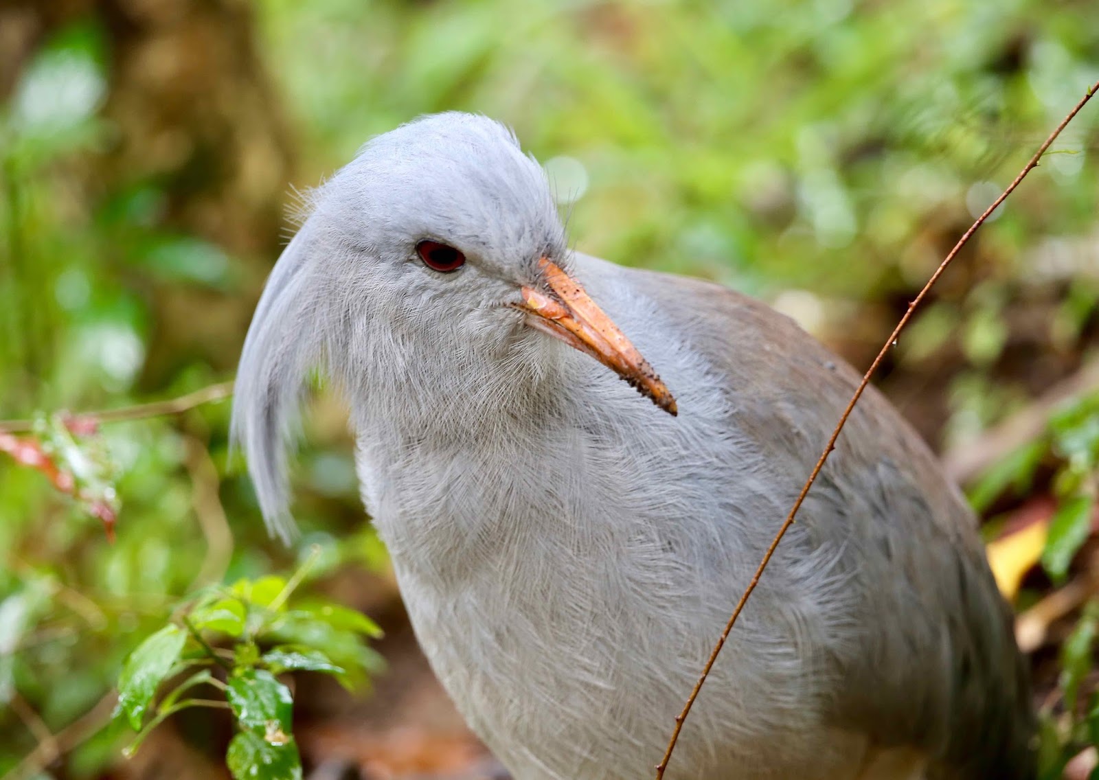 Avithera: Kagu