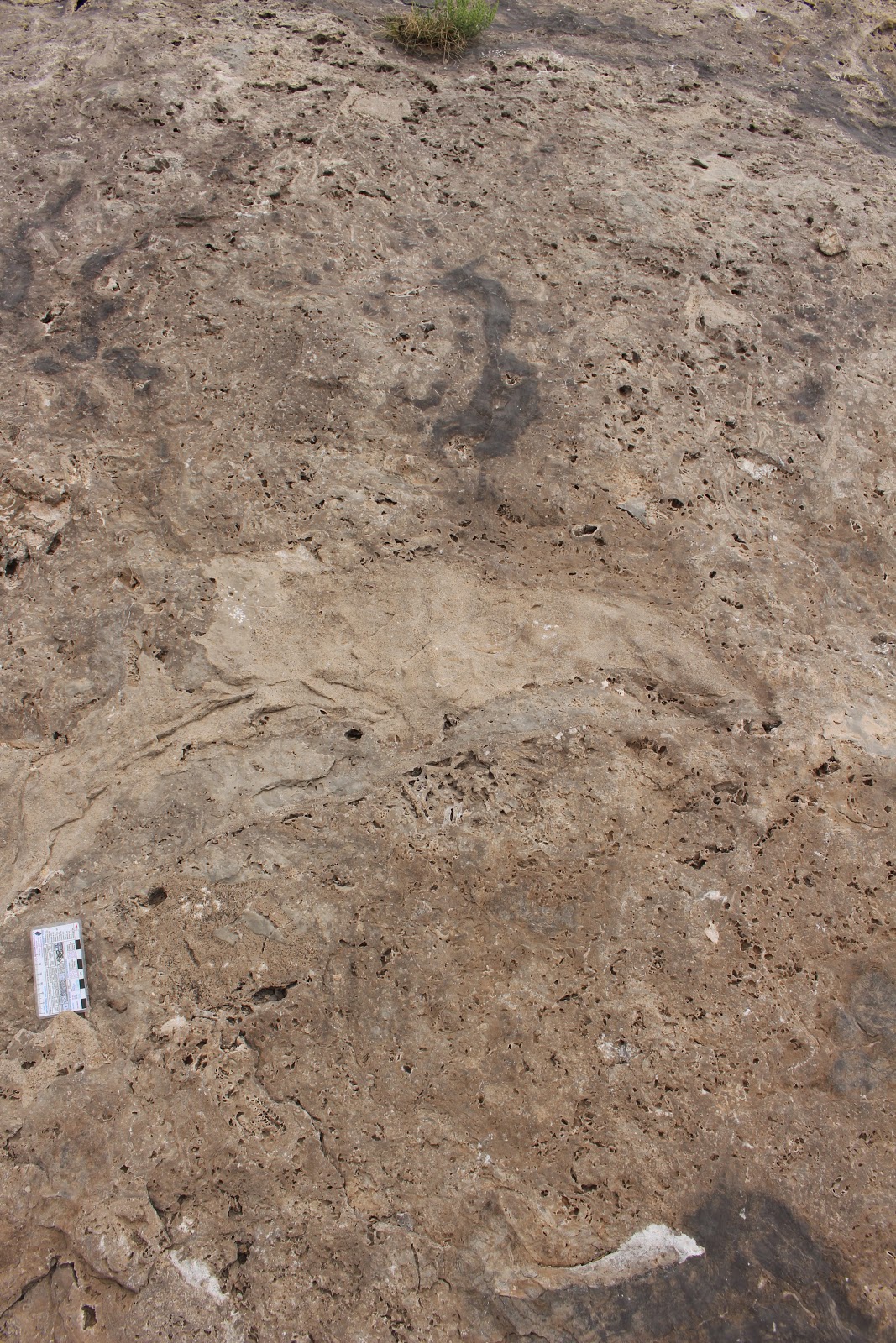 Finding Fossils...: The Permian Capitan Reef