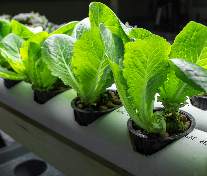 Kontraktor Green House: Teknik Sederhana Bercocok Tanam Sayuran Hidroponik