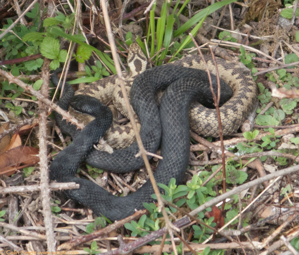 Postcards from Sussex: Adders and Grizzlies at Mill Hill