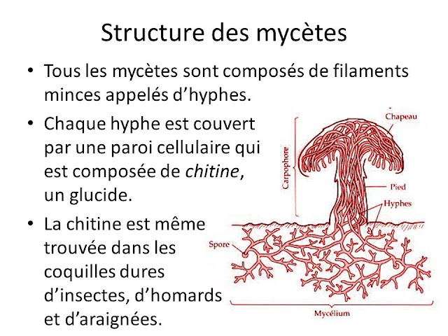 Les mycètes - champignons ~ COURS de la pharmacie