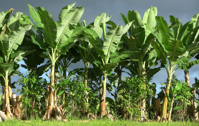 Wonder Fruits, Plants and Seeds: Ito pala ang Magandang Dulot ng Dahon ...