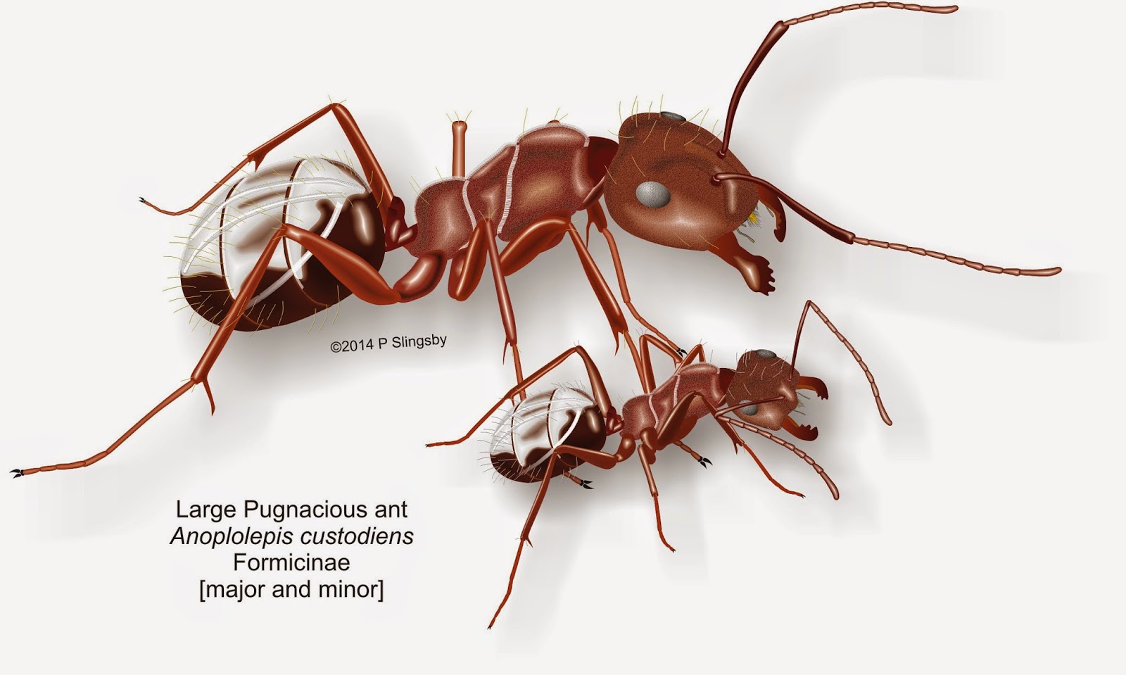 - Ants of Southern Africa -: Anoplolepis species: Pugnacious and Crazy ants