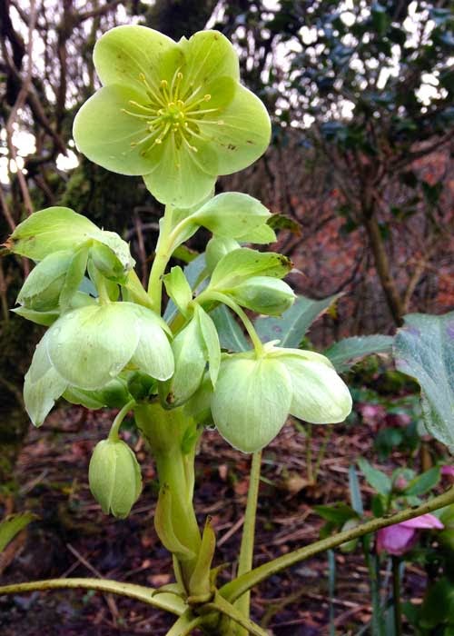 For the love of hellebores!
