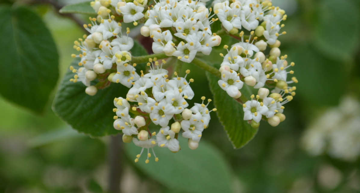 The Closet Historian: Spring Lilli