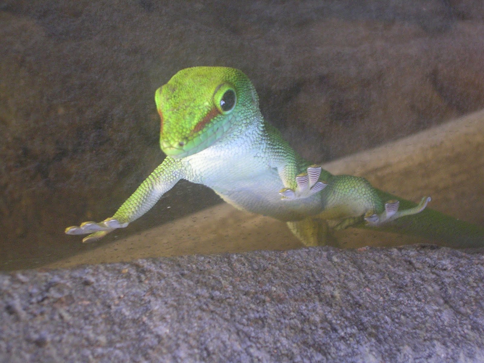 Askarteluohje: liskoja - Koikkelasta kajahtaa!